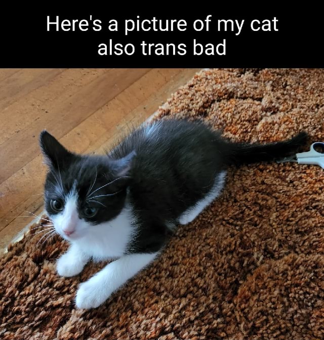Here's picture of my cat also trans bad - iFunny