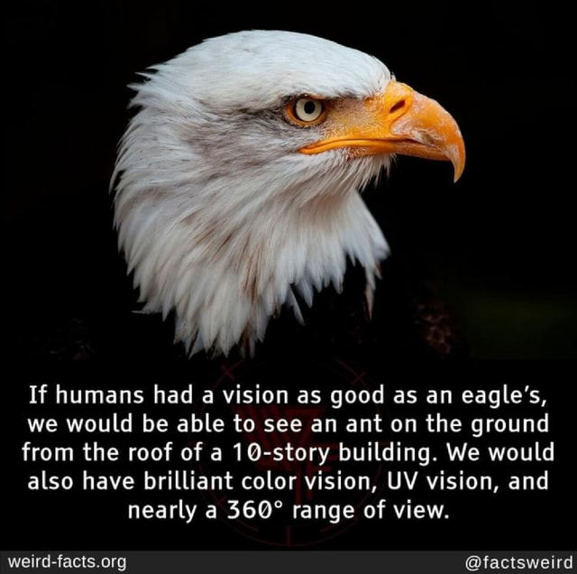 If humans had a vision as good as an eagle's, we would be able to see ...