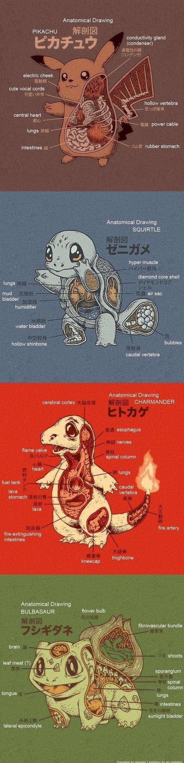 Anatomical Drawing PIKACHU conductivity gland (condenser) hollow ...