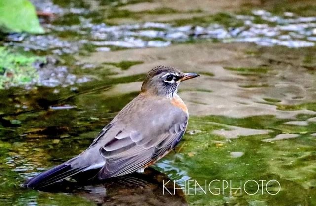 Cute Robin taking a bath at the LA Arboretum - iFunny