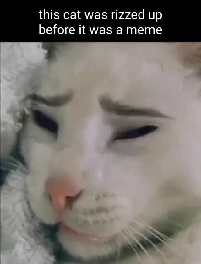 This cat was rizzed up before it was a meme - iFunny
