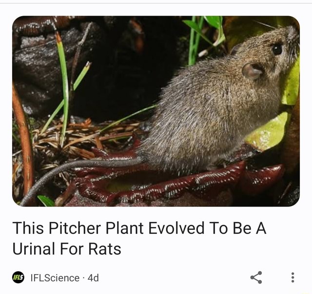 This Pitcher Plant Evolved To Be A Urinal For Rats IFLSclence - iFunny
