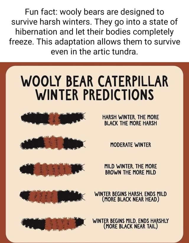 Fun fact: wooly bears are designed to survive harsh winters. They go into a state of hibernation ...