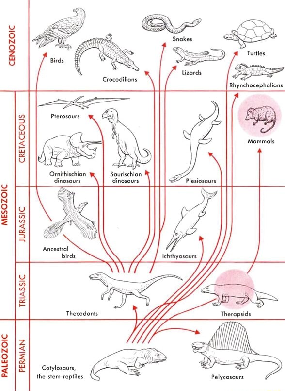CENOZOIC Snakes Turtles Rhynchocephalions CRETACEOUS Sourischion ...