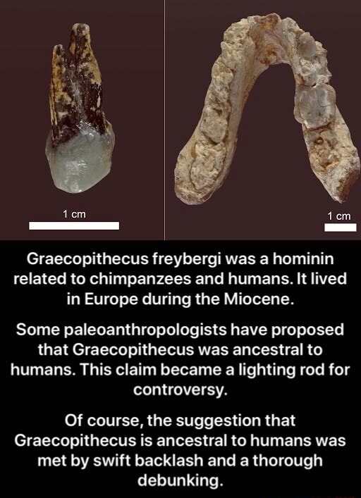 Graecopithecus freybergi was a hominin related to chimpanzees and ...