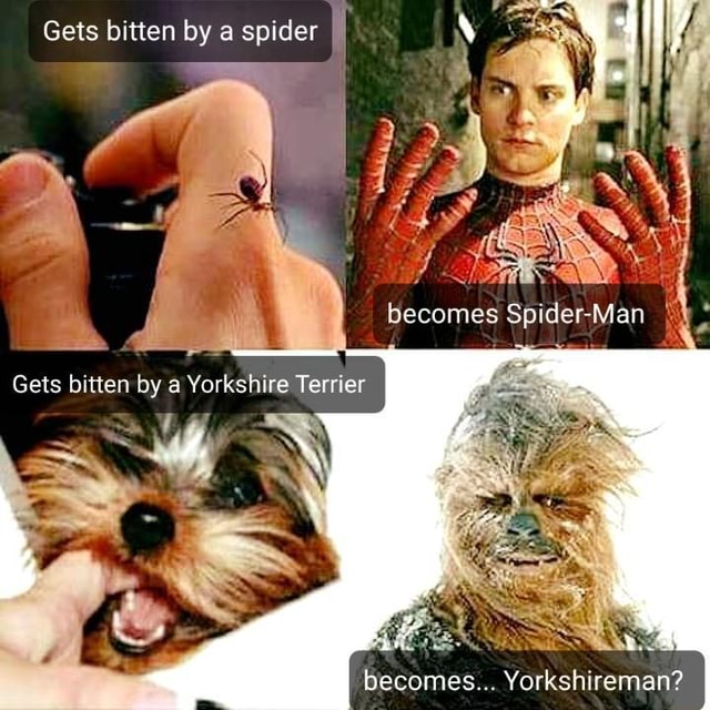 Gets bitten by a spider becomes Spider Man Gels bitter by a Yorkshire ...