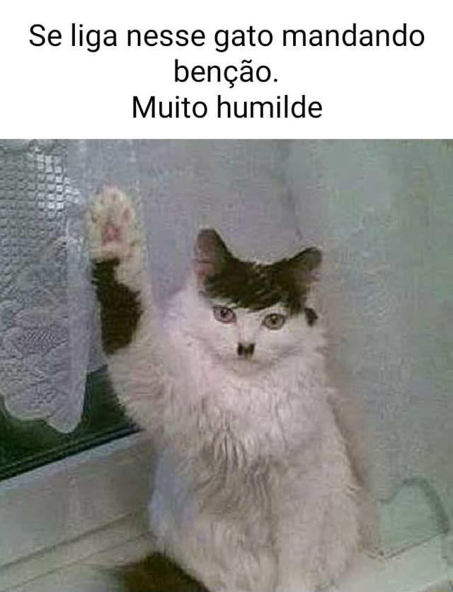 Se liga nesse gato mandando benção. Muito humilde - iFunny