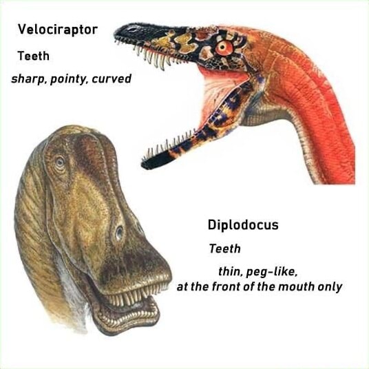 Velociraptor Teeth sharp, pointy, curved Diplodocus Teeth thin, peg ...