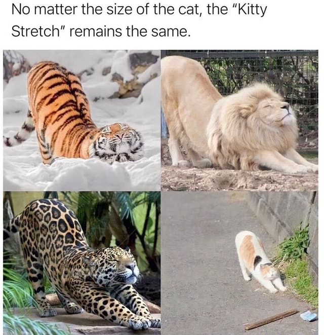 No matter the size of the cat, the "Kitty Stretch" remains the same ...