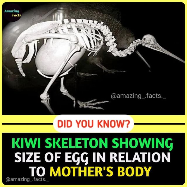 DID YOU KNOW? KIWI SKELETON SHOWING SIZE OF EGG IN RELATION MOTHER'S ...