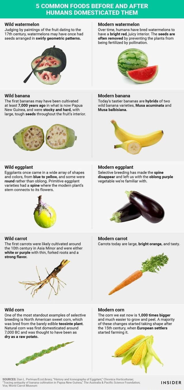 5 COMMON FOODS BEFORE AND AFTER HUMANS DOMESTICATED THEM Wild ...