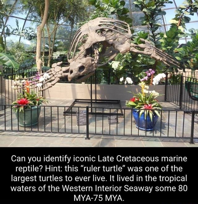 Can you identify iconic Late Cretaceous marine reptile? Hint: this ...