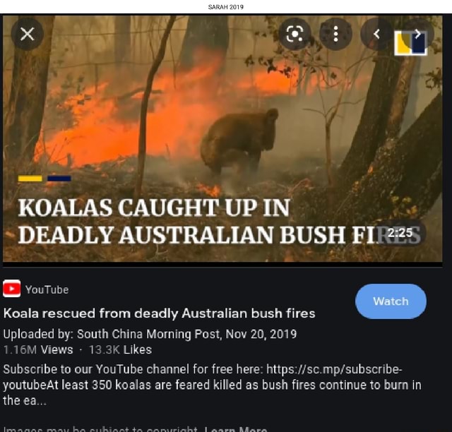SARAH 2019 KOALAS CAUGHT UP IN DEADLY AUSTRALIAN BUSH YouTube Koala ...