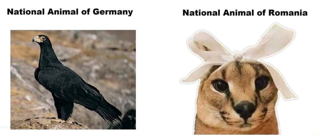 National Animal of Germany National Animal of Romania - iFunny