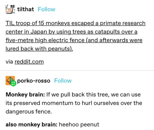 TIL troop of 15 monkeys escaped a primate research center in Japan by ...