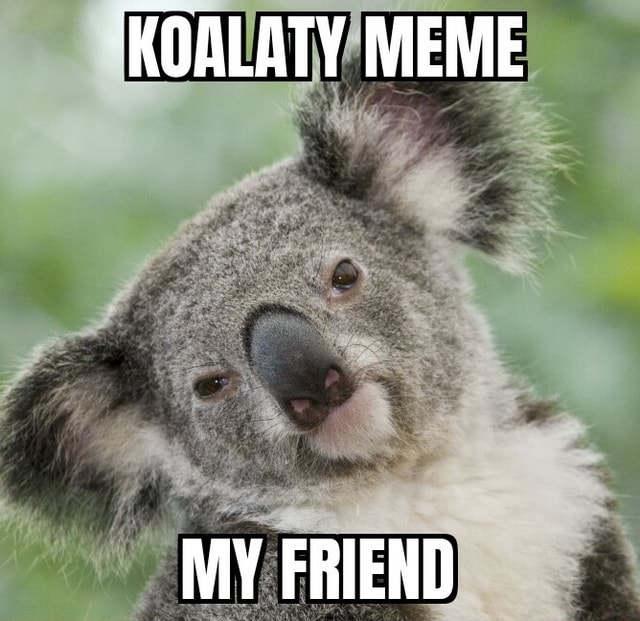 KOALATY MEME MY FRIEND - iFunny