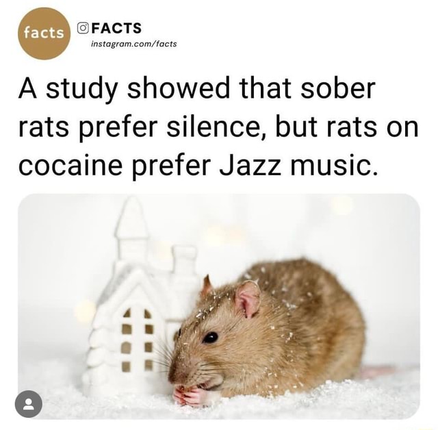 FACTS A study showed that sober rats prefer silence, but rats on ...