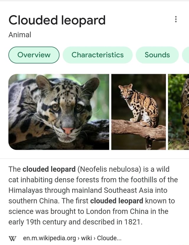 Clouded leopard Animal Overview Characteristics Sounds Ag ge The ...