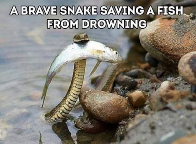 A BRAVE SNAKE SAVING A FISH FROM DROWNING - America’s best pics and videos