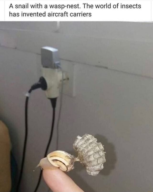 A snail with a wasp-nest. The world of insects has invented aircraft ...