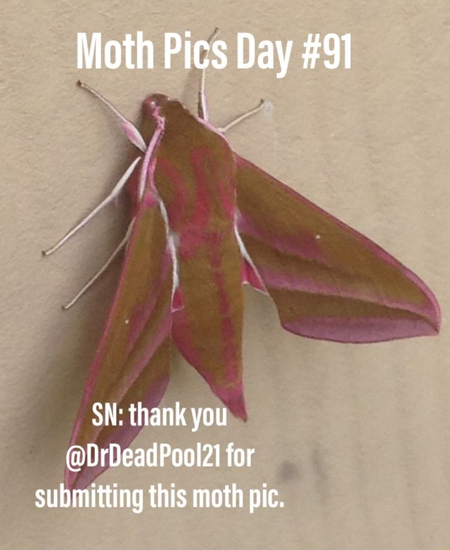 Moth Pics Day #91 SN: thank you @DrDeadPool21 for submitting this moth ...