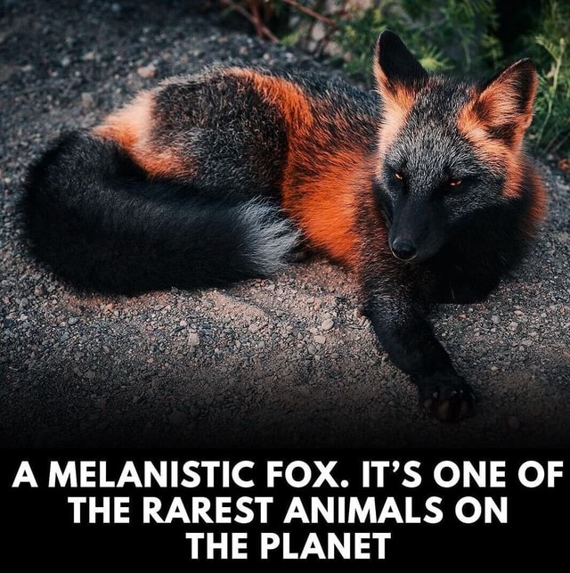 A MELANISTIC FOX. IT'S ONE OF THE RAREST ANIMALS ON THE PLANET ...