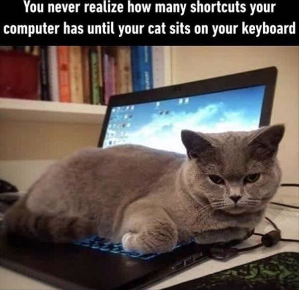 You never realize how many shortcuts your computer has until your cat ...