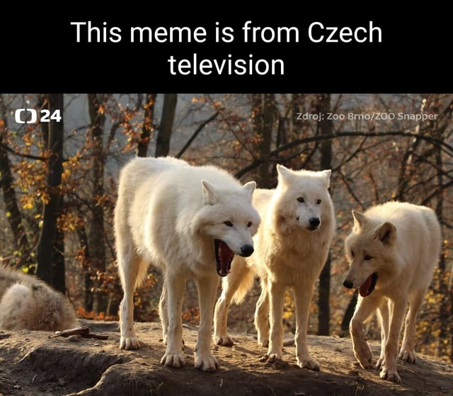 This meme is from Czech television Zoo Snapper - iFunny
