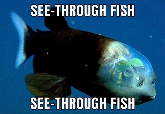 SEE FISH SEE-THROUGH FISH - iFunny