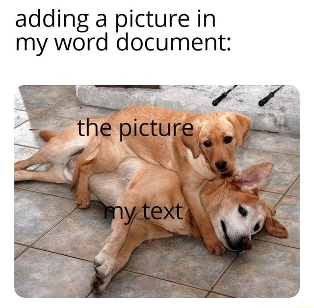 Adding a picture in my word document: 'the picture - iFunny