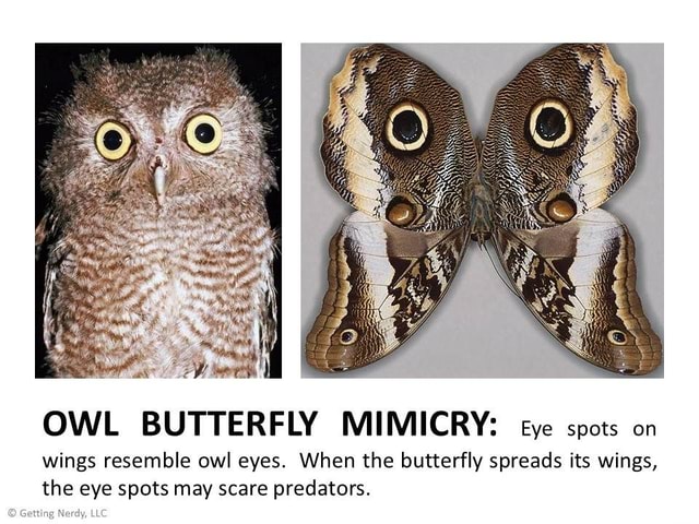 OWL BUTTERFLY MIMICRY: ye spots on wings resemble owl eyes. When the ...