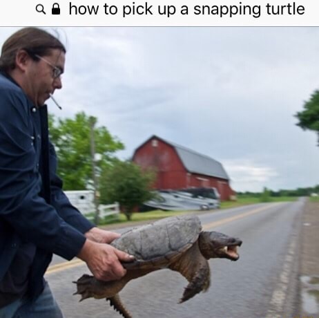 Q 6 how to pick up a snapping turtle - iFunny