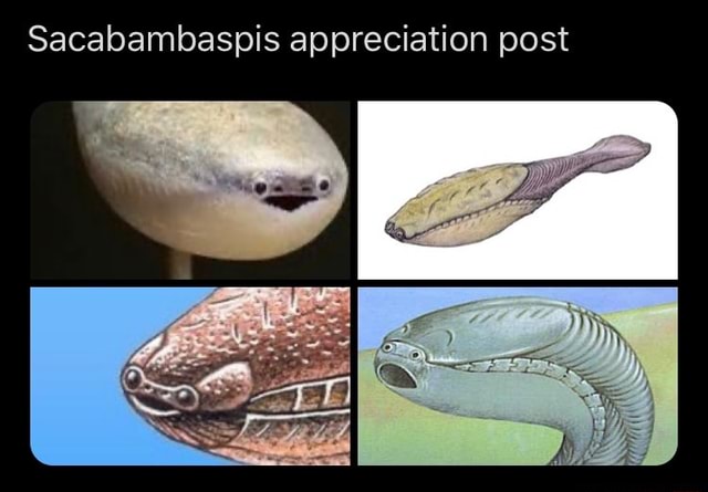 Sacabambaspis appreciation post - iFunny