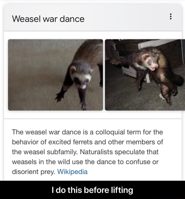 The weasel war dance is a colloquial term for the behavior of excited ...