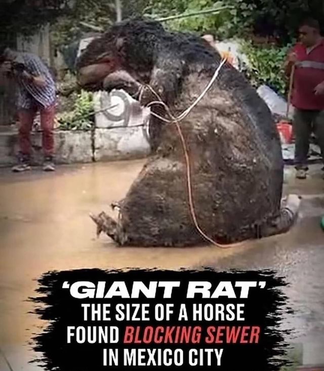 'GIANT RAT' THE SIZE OF A HORSE FOUND IN MEXICO CITY - iFunny