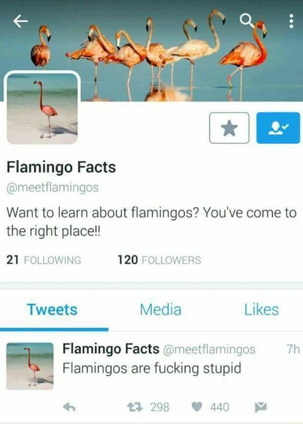 Flamingo Facts @meetflamingos Want to learn about flamingos? You've ...