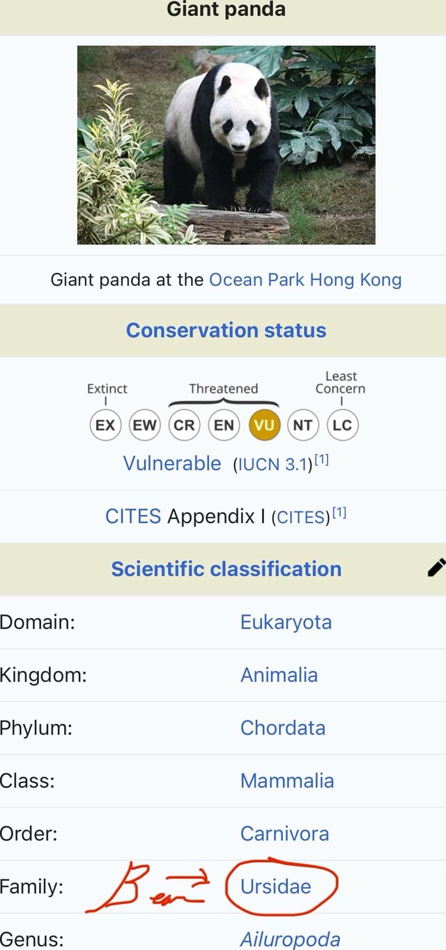 Giant panda Giant panda at the Ocean Park Hong Kong Conservation status ...