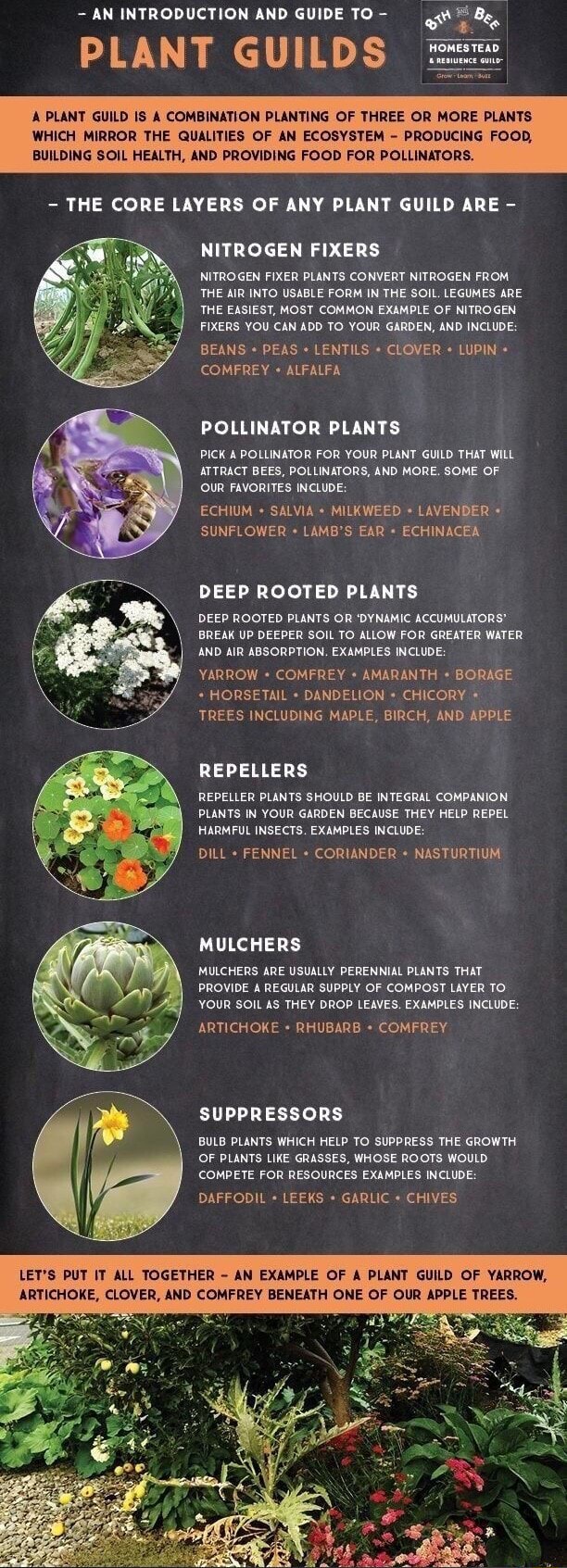 - AN INTRODUCTION AND GUIDE TO PLANT GUILDS Teas A PLANT GUILD IS A ...