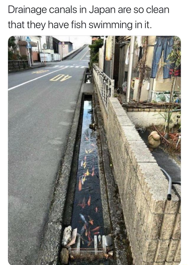 Drainage canals in Japan are so Clean that they have fish swimming in ...
