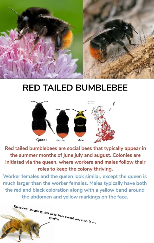 Red tailed bumblebees are social bees that typically appear in the ...