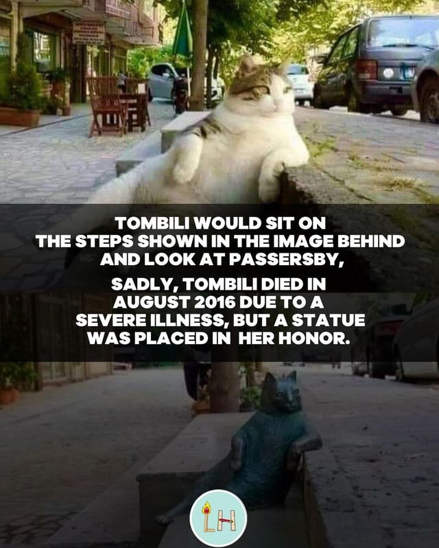 Tombili ️ - TOMBILI WOULD SIT ON THE STEPS SHOWN IN THE IMAGE BEHIND ...