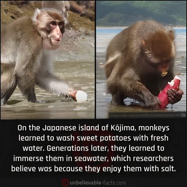 N/A - On the Japanese island of Kdjima, monkeys learned to wash sweet ...