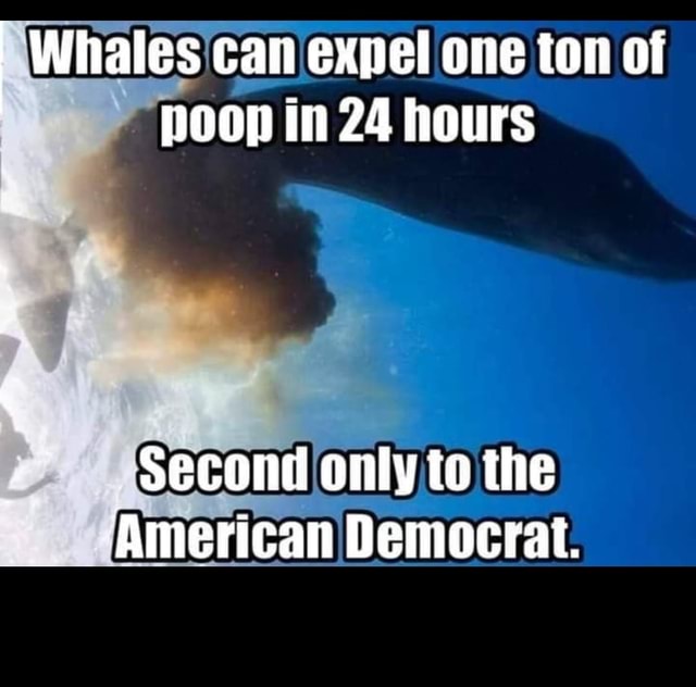 Whales can expel one ton of poop in 24 hours Second only to the ...