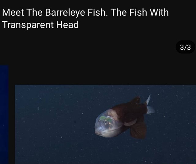 Meet The Barreleye Fish. The Fish With Transparent Head - America’s ...