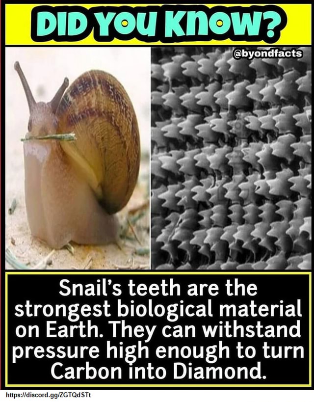 DID, You Know? Snail's teeth are the strongest biological material on ...