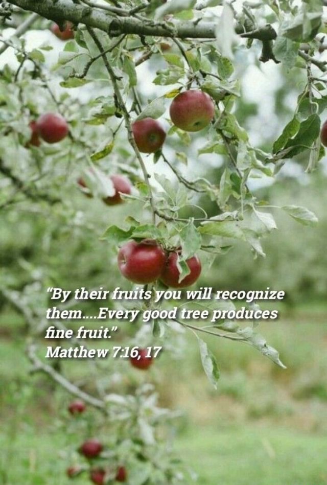 AN "By their fruits you will recognize them... good tree produces fine ...