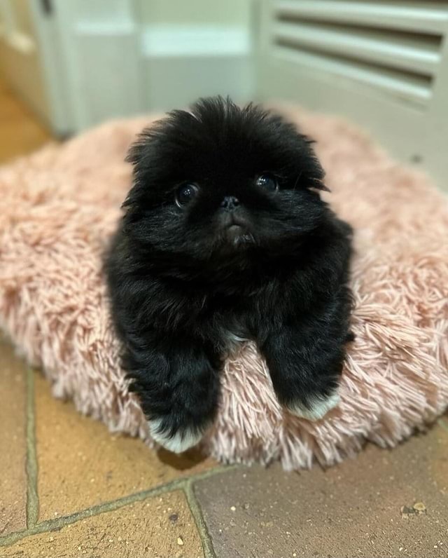 You got any games on your phone? - 📹 @midghamfarm - #blueberry # ...