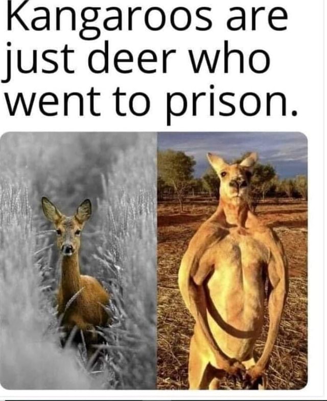 Kangaroos are just deer who went to prison. af 4 - iFunny