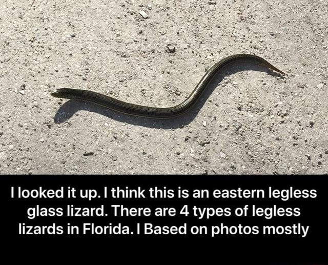 I looked it up. I think this is an eastern Iegless glass Iizard. There ...