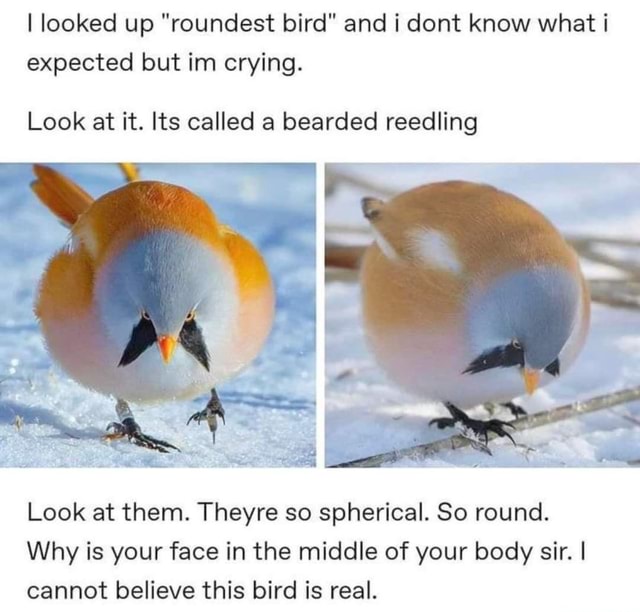 I looked up "roundest bird" and i dont know what i expected but im ...